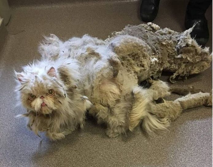 Verwaarloosde kat verlost van 2 kilo overtollig haar | Home | AD.nl