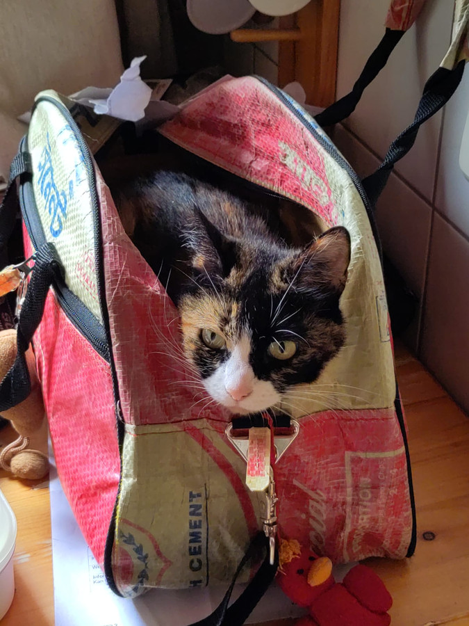 Dit zijn jullie inzendingen van de leukste katten op Wereldkattendag 2023 | Foto | AD.nl