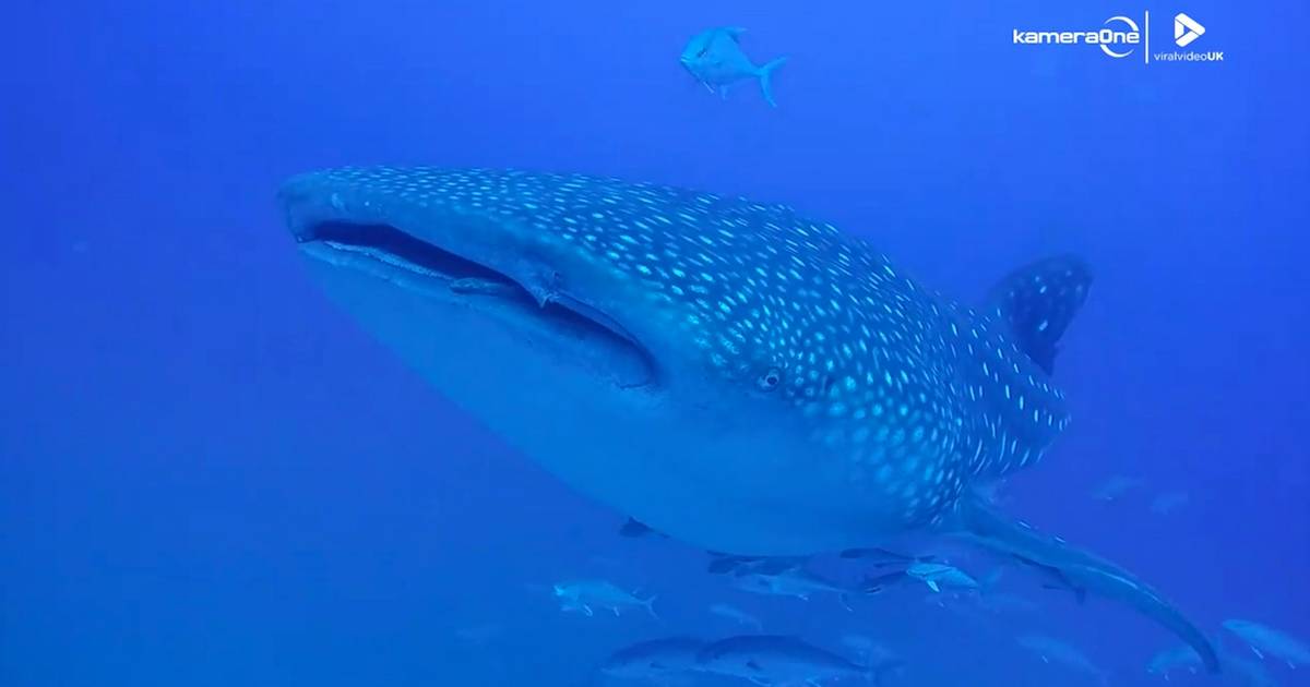 Speervisser ontmoet de grootste vis op aarde | Het leukste van het web ...