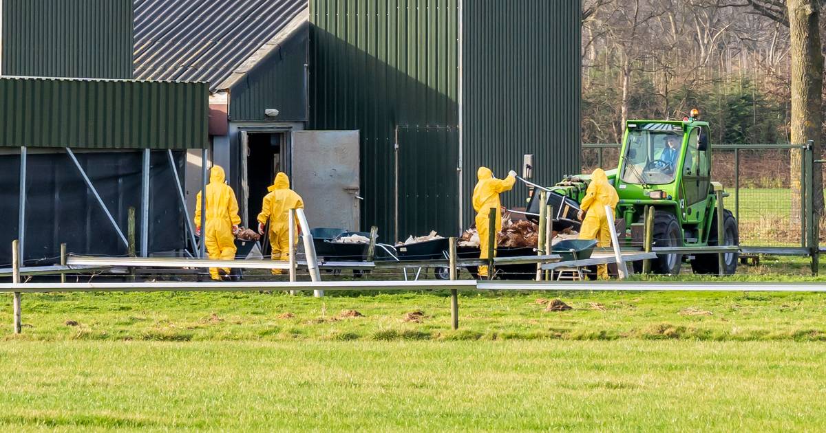 ‘Ruiming is een traumatische ervaring’; vijf vragen en antwoorden over ...