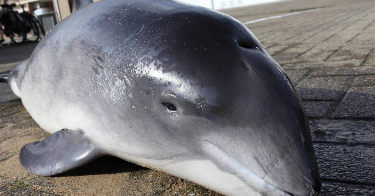 "Hoogste dichtheden bruinvissen ooit vastgesteld in Belgische Noordzee ...