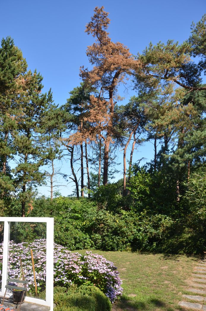 Keverplaag velt naaldbomen in Daknamse Bossen: “Bedreiging voor groen ...