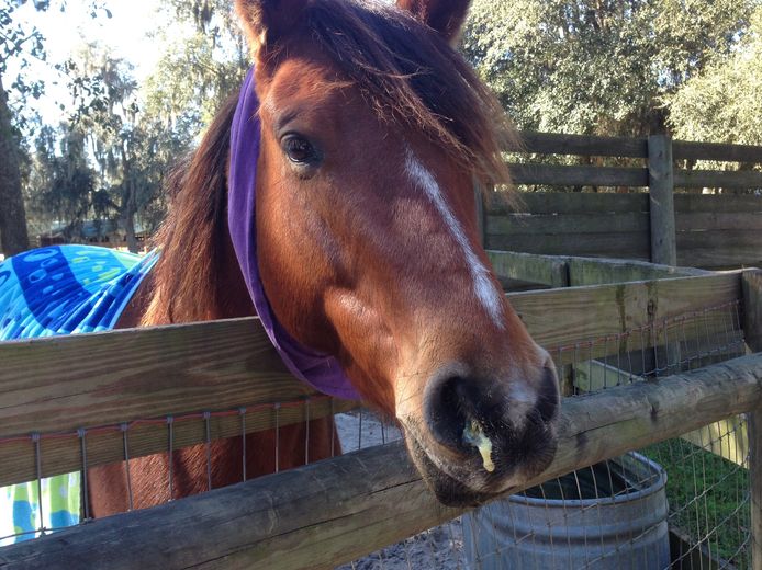 Dood paard door besmettelijke ziekte Droes zorgt voor onrust in ...