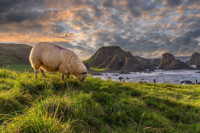 Eenzaamste schaap van Groot-Brittannië al twee jaar gestrand aan voet ...