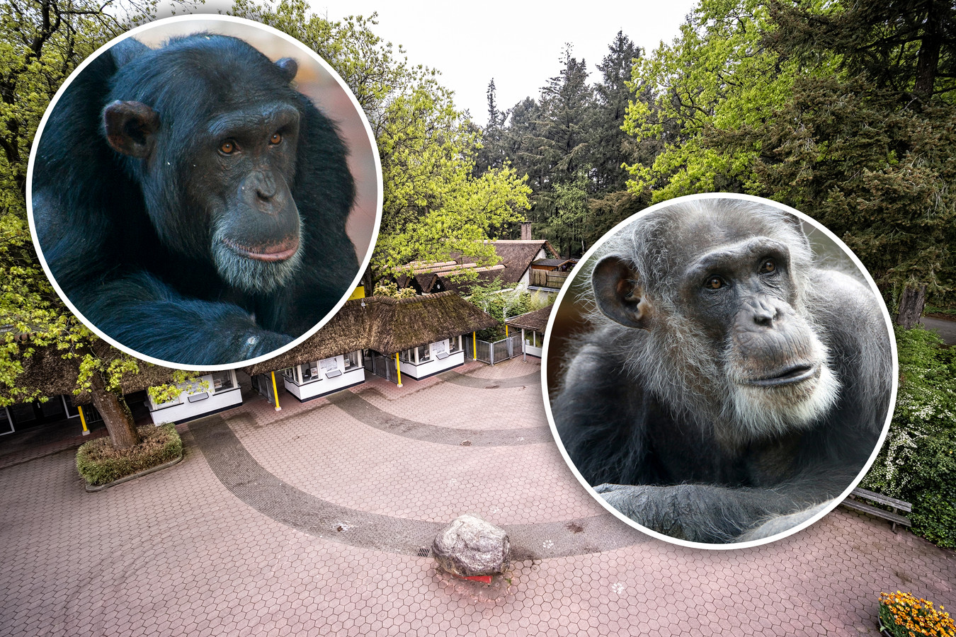 ‘Als chimpansee Mike op 20 meter afstand is, besluit één teamlid dat de ...