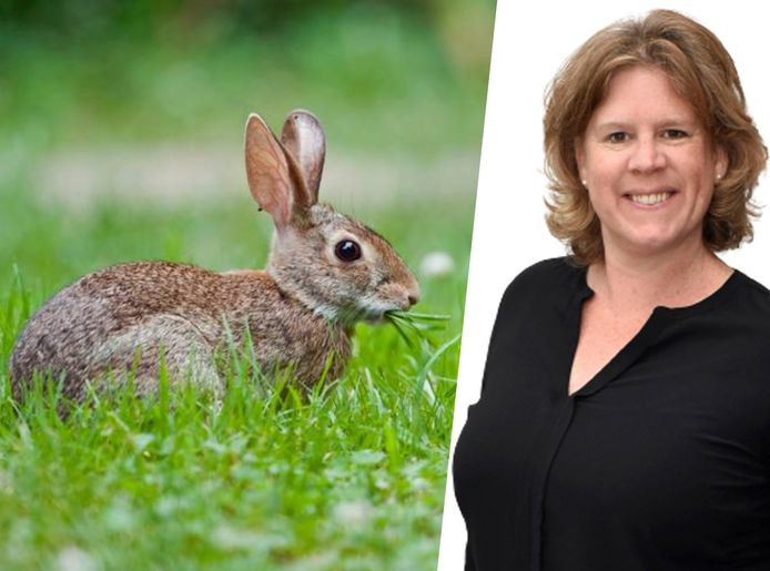 We slaan volledig door: beschermd konijn gijzelt bouwplannen | Columns ...