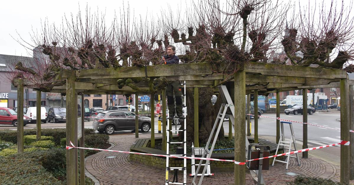 Snoeibeurt moet lindeboom gezond houden | Retie | hln.be