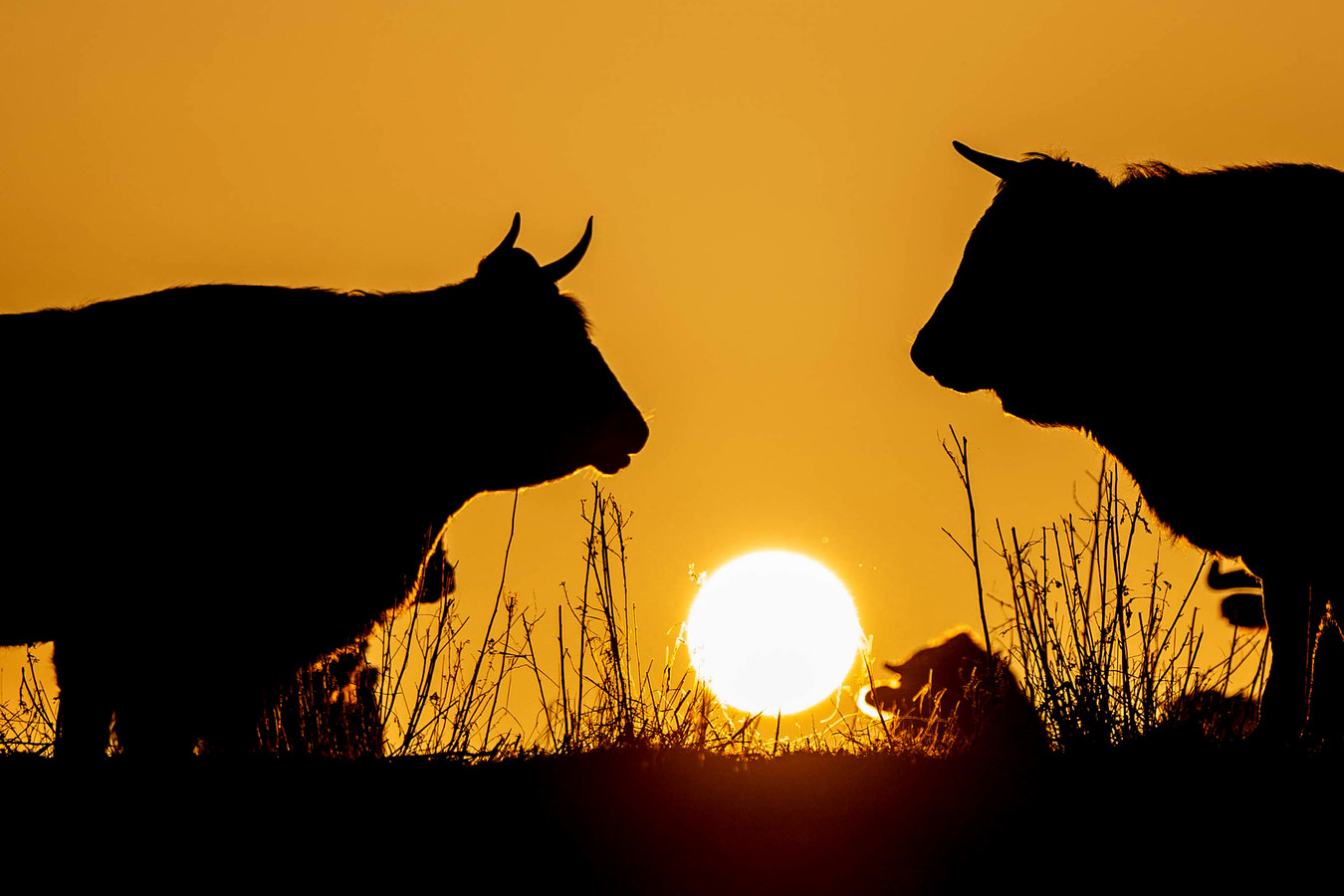 Komt er weer vlees van grazers uit de uiterwaarden op het bord? ‘We ...