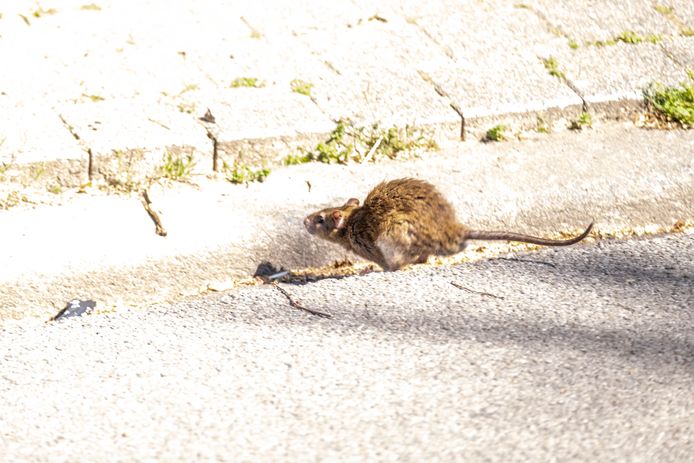 Opvallend meer ratten in Molse straten door droog weer: gemeente laat ...
