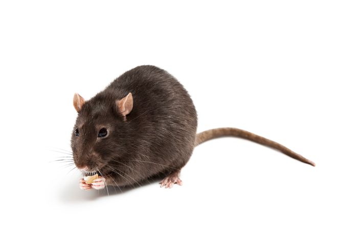 Horebeke ruilt rattenvergif in voor RATO vzw | Horebeke | hln.be