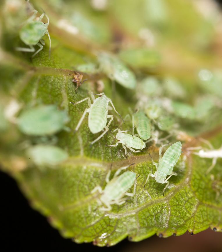 Waarom zitten bladluizen altijd onder het blad? | Trouw
