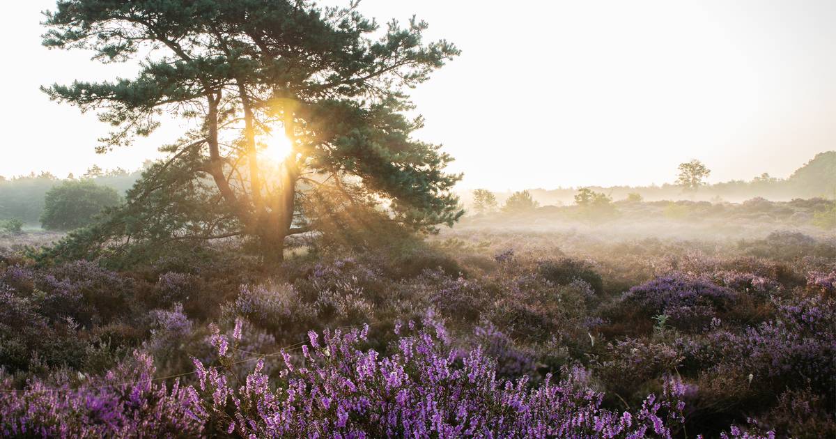 Dit zijn de mooiste heidevelden in regio Utrecht (en zo maak je daar ...