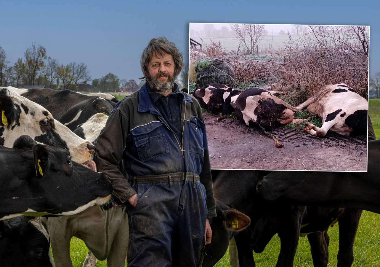 Mysterieuze dood 25 koeien van boer Jaap eindelijk groot onderzocht (maar hij staat niet te ...
