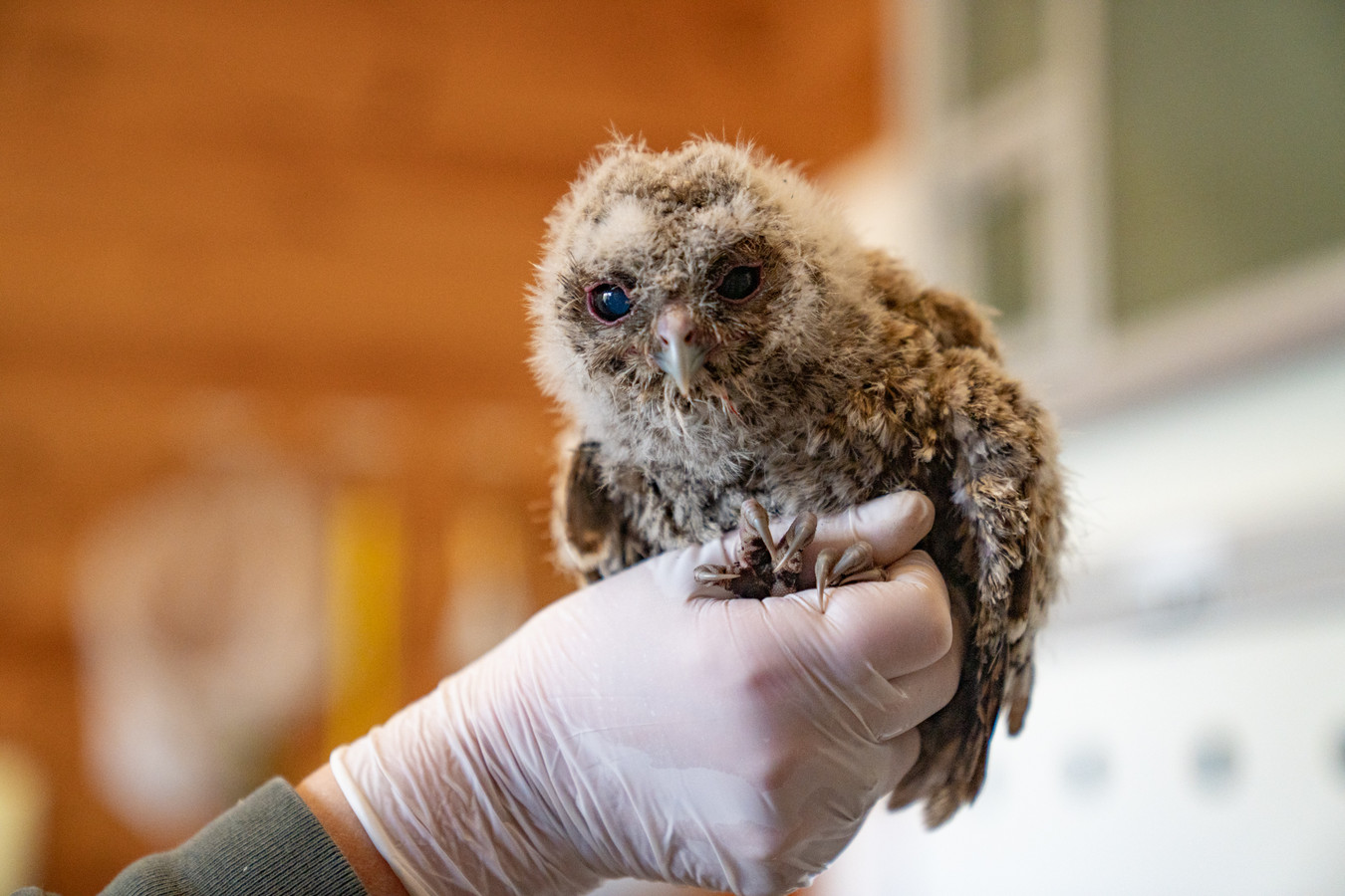 REPORTAGE. Onze man helpt mee in opvangcentrum voor wilde dieren: “Voor bosuil Boris mag ik een ...