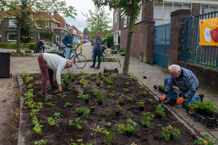 Wethouder helpt Zwolse buren bij het vergroenen van hun straat tijdens ...