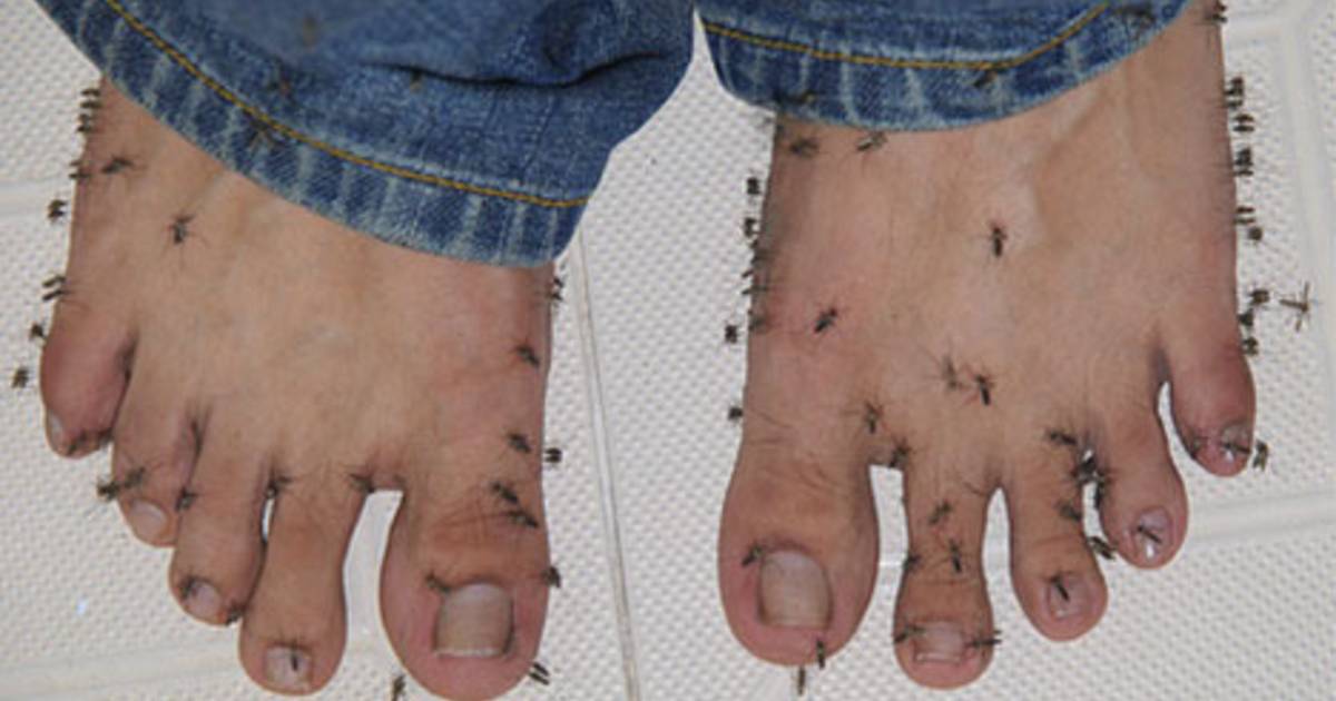 Malariamug houdt van zweetvoeten | Wetenschap | AD.nl