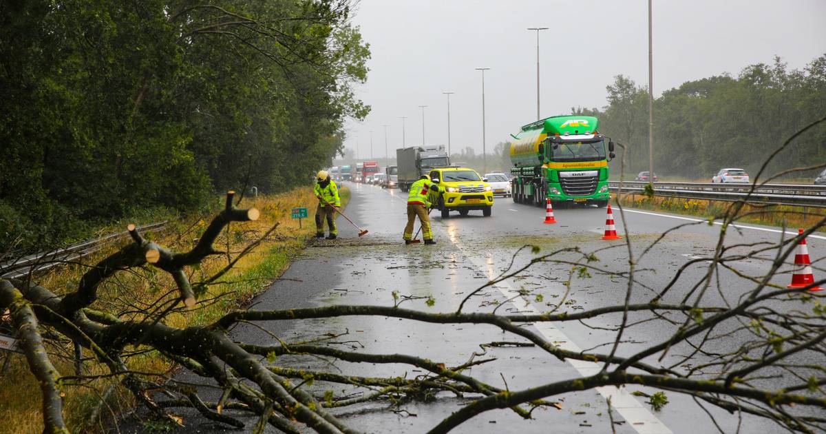 Dit is waarom er zoveel bomen omvielen tijdens storm Poly: ‘Een ...