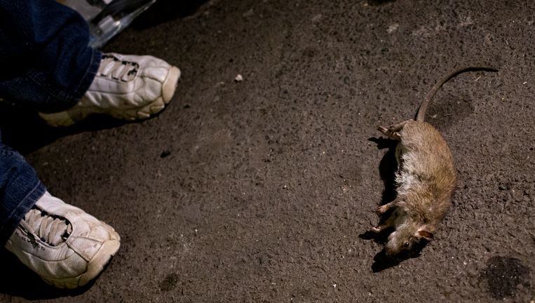 New York maakt ratten onvruchtbaar met 'pil' verstopt in vette room