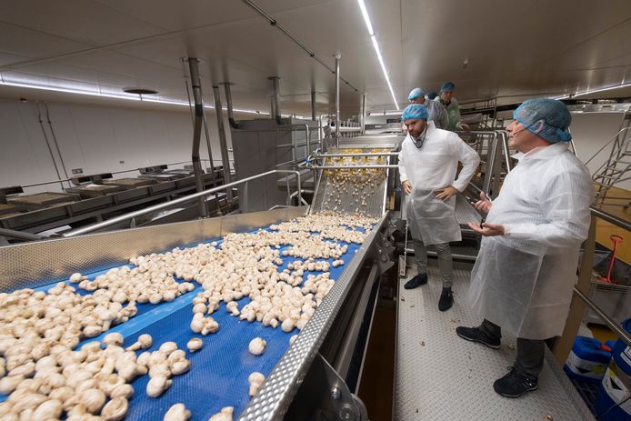 Champignonfabriek verwarmt Kesterense huizen | Neder-Betuwe ...