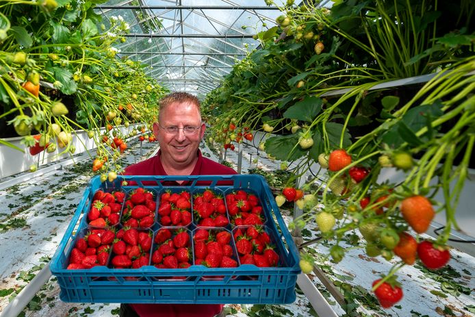 Het sexappeal van de Betuwse aardbei | Home | gelderlander.nl