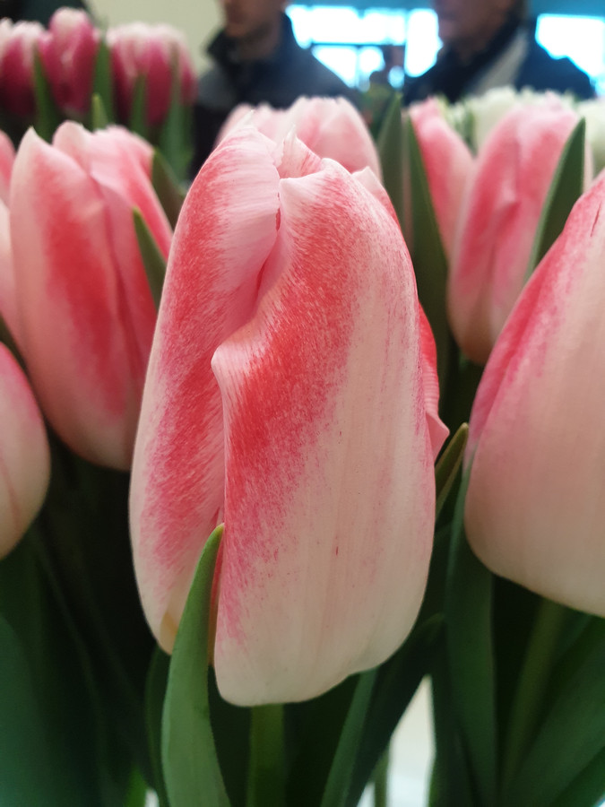 Meesterwerk van Johannes Vermeer was inspiratie voor nieuwe tulp | Foto ...