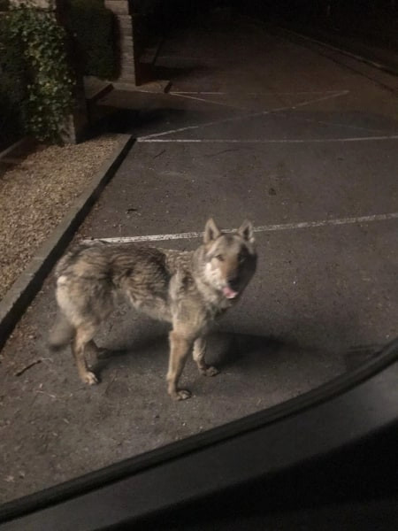 Iedereen denkt wolven te zien! Is dit een dronebeeld van de ...