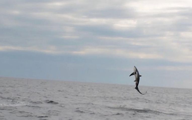 Zeer zeldzame voshaai gespot in Noordzee: beelden tonen hoe hij als ...