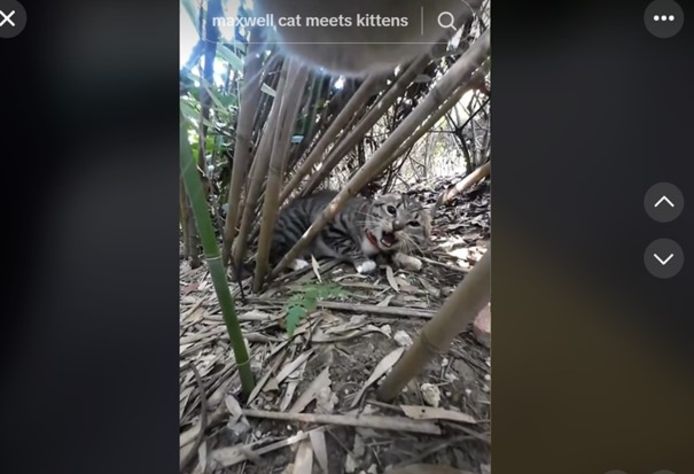 Wilde achtervolgingen en krijsende katten: Maxwell terroriseert ...