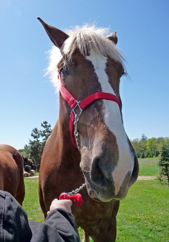 Grootste paard ter wereld is van Belgische afkomst | Dieren | hln.be