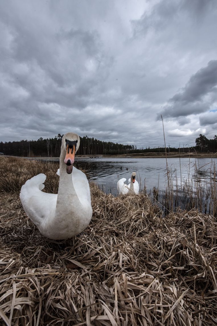 Edzard Mik kent zijn personages goed, maar wekt ze niet tot leven