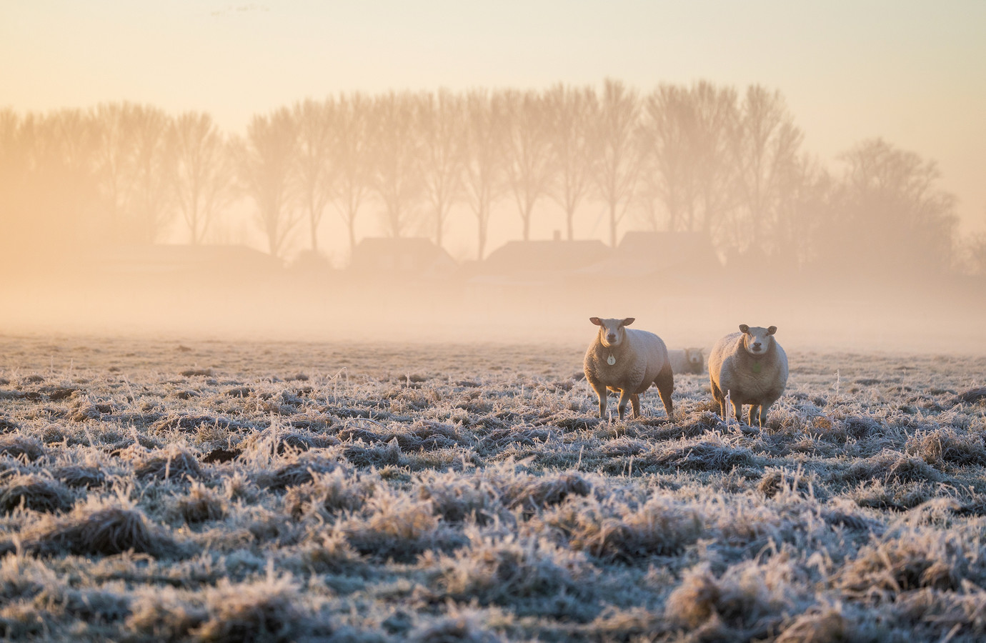 Eerste officiële vorst van het najaar, na weekend weer warmer en grijs ...