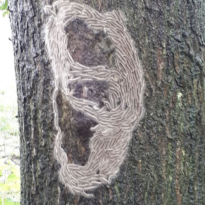 Meldpunt processierups: jeuk, infecties en overlast | Home | tubantia.nl