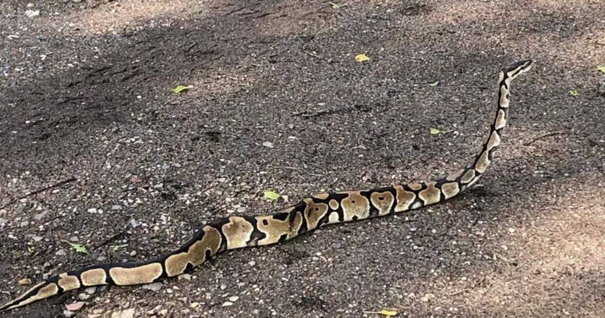Odette vindt een koningspython tijdens het uitlaten van haar hond, buurvrouw Andrea redt het ...