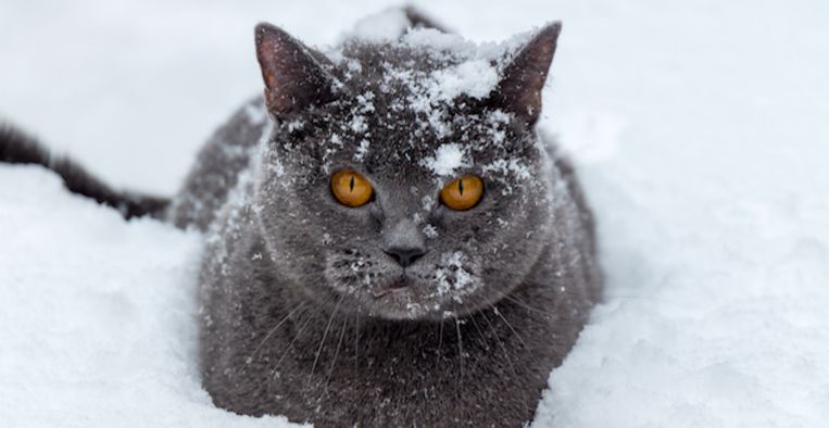 Écht 9 levens: kat leeft nog na compleet bevroren te zijn geweest