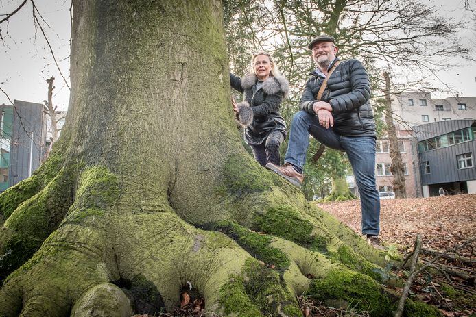 30 bezwaren tegen bomenkap voor nieuw ACV-gebouw | Roeselare | hln.be