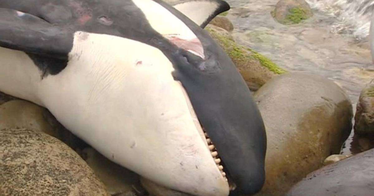 Negen orka's dood aangespoeld | Buitenland | hln.be