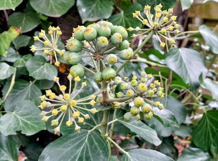 Met bloeiende klimop in je tuin blijven de wespen weg bij je limonade ...
