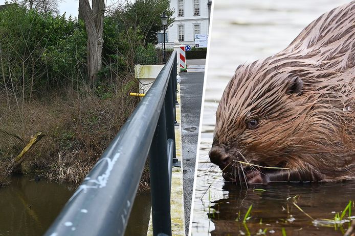 Dramatisch beverdilemma in Boxmeer: beschermde dieren afgeschoten om ...