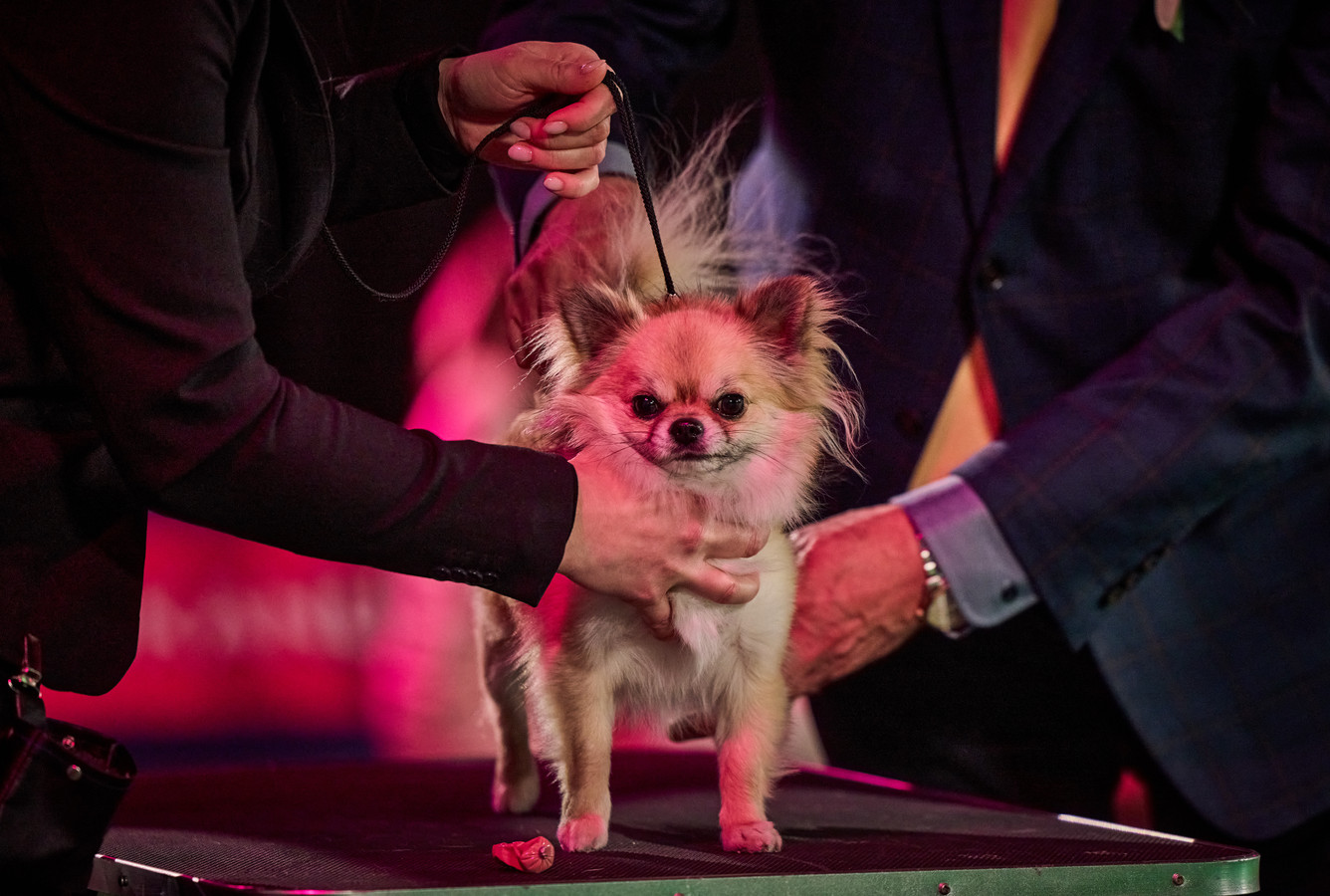 De hondenverkiezing: zielig, of een feest voor mens en dier? ‘Mijn ...
