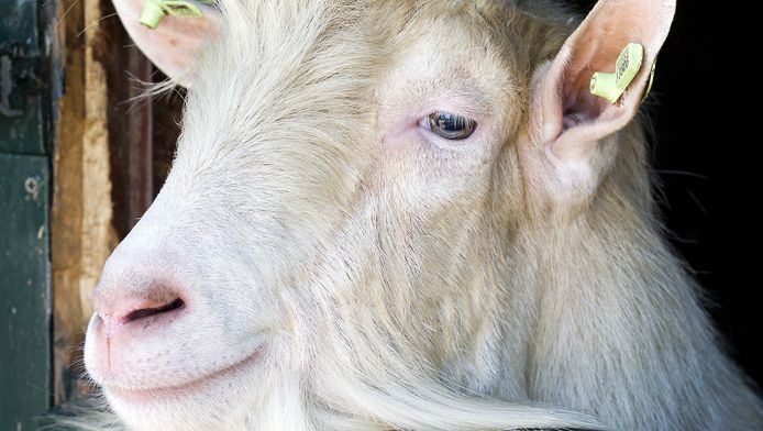 Geiten moeten nog snel ingeënt tegen Q-koorts | Gezond | AD.nl