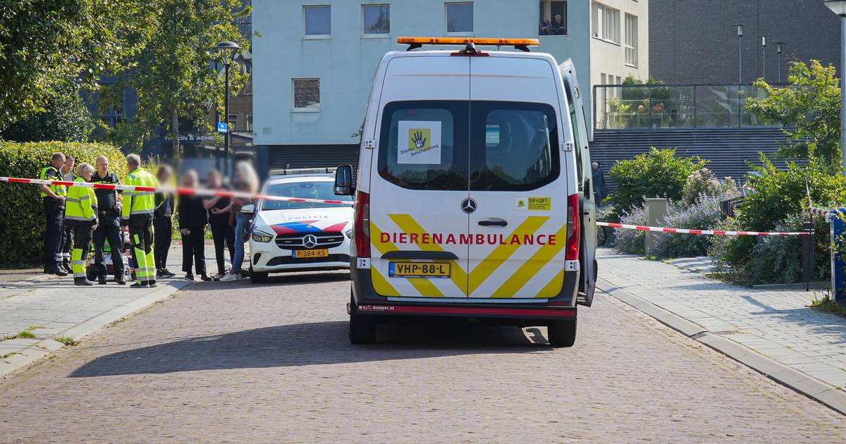 Hond en kat vechten op straat: agent schiet dier dood | 112 nieuws ...