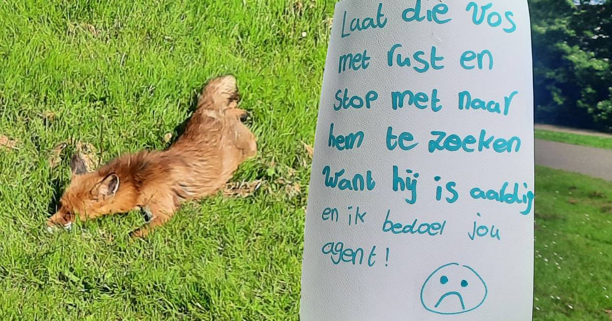 Tamme vos laat zich aaien én voeren in Lelystad: ‘Het is een attractie ...