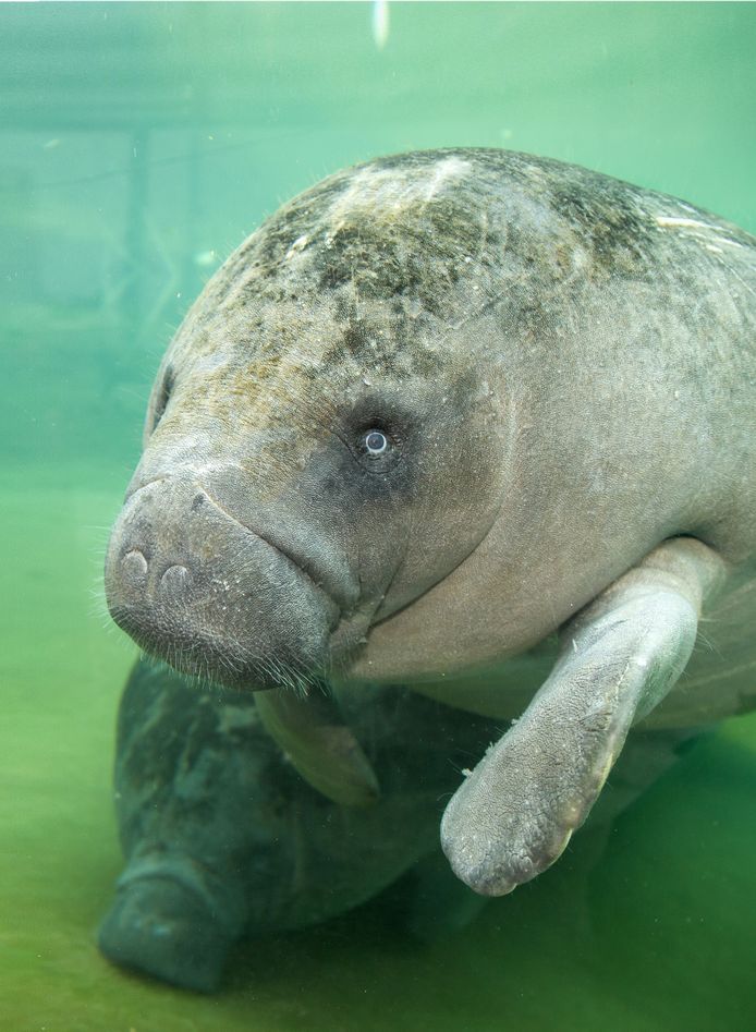 Zeldzame geboorte op komst in Burgers’ Zoo: zeekoe krijgt kalfje ...