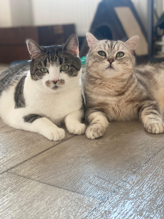 Dit zijn jullie inzendingen van de leukste katten op Wereldkattendag 2023 | Foto | AD.nl