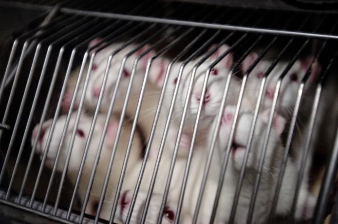 Vlaamse prof wil proefdieren redden: computer moet plaats innemen van ...