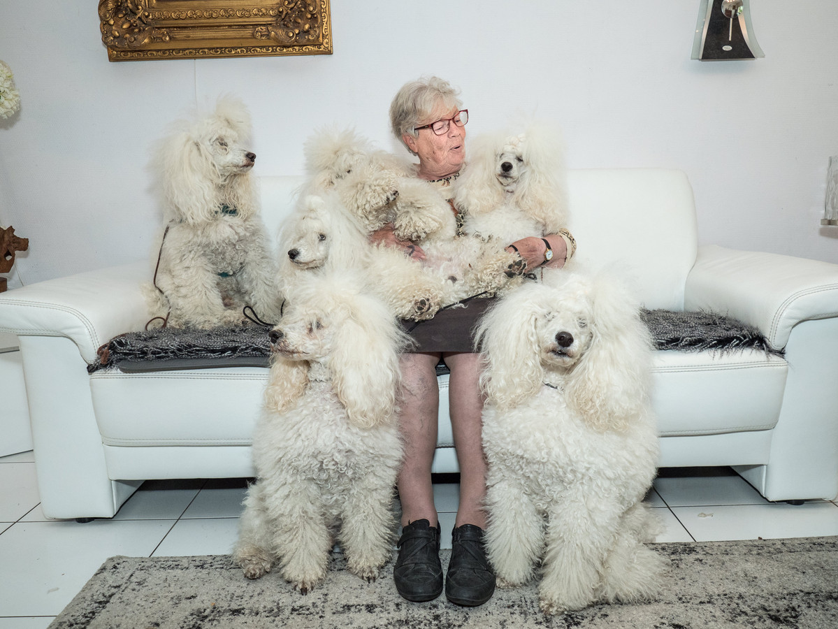 Rel om blaffende honden sleept voort bij rechter | Foto | AD.nl