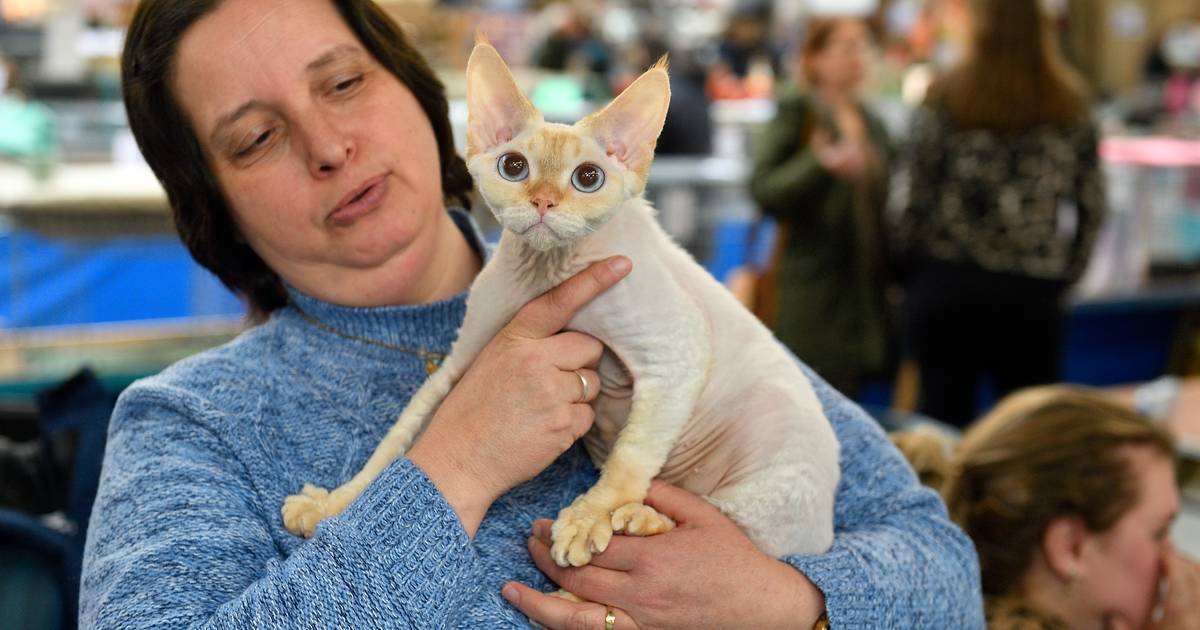 Veel poespas om raskatten te verzorgen? Nee hoor, ‘ze moeten gewoon ...