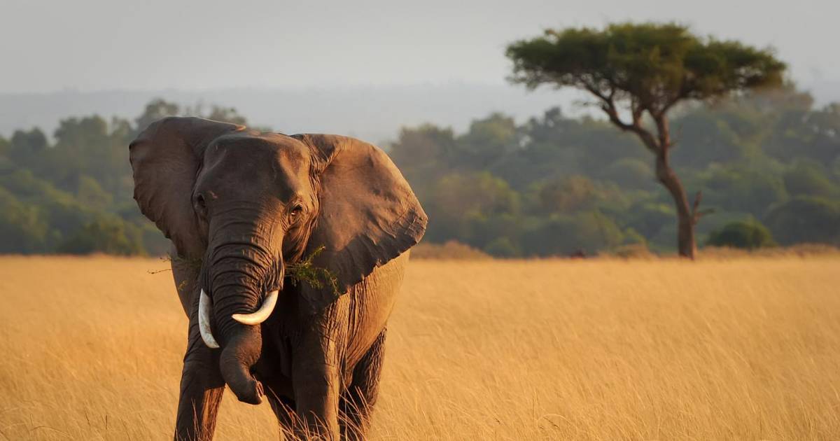 Un éléphant observé en liberté pour la première fois depuis des années ...