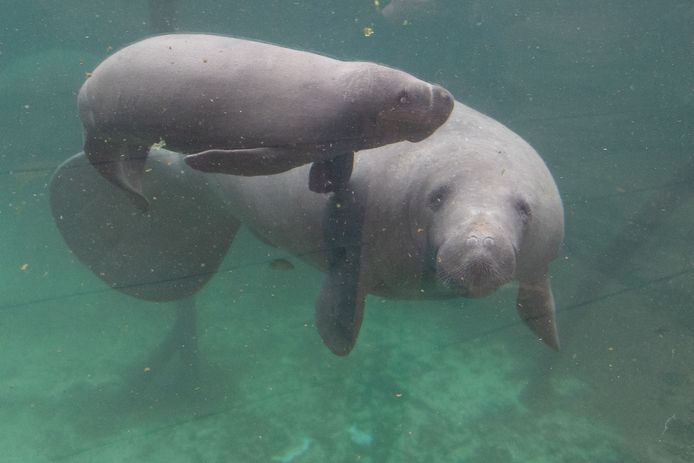 Zeldzame geboorte van schattige zeekoe in Burgers’ Zoo in Arnhem ...