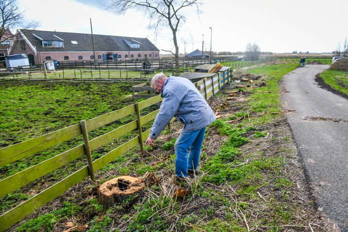 Natuurmonumenten kapt tot grote woede rij knotwilgen: dit is waarom ...